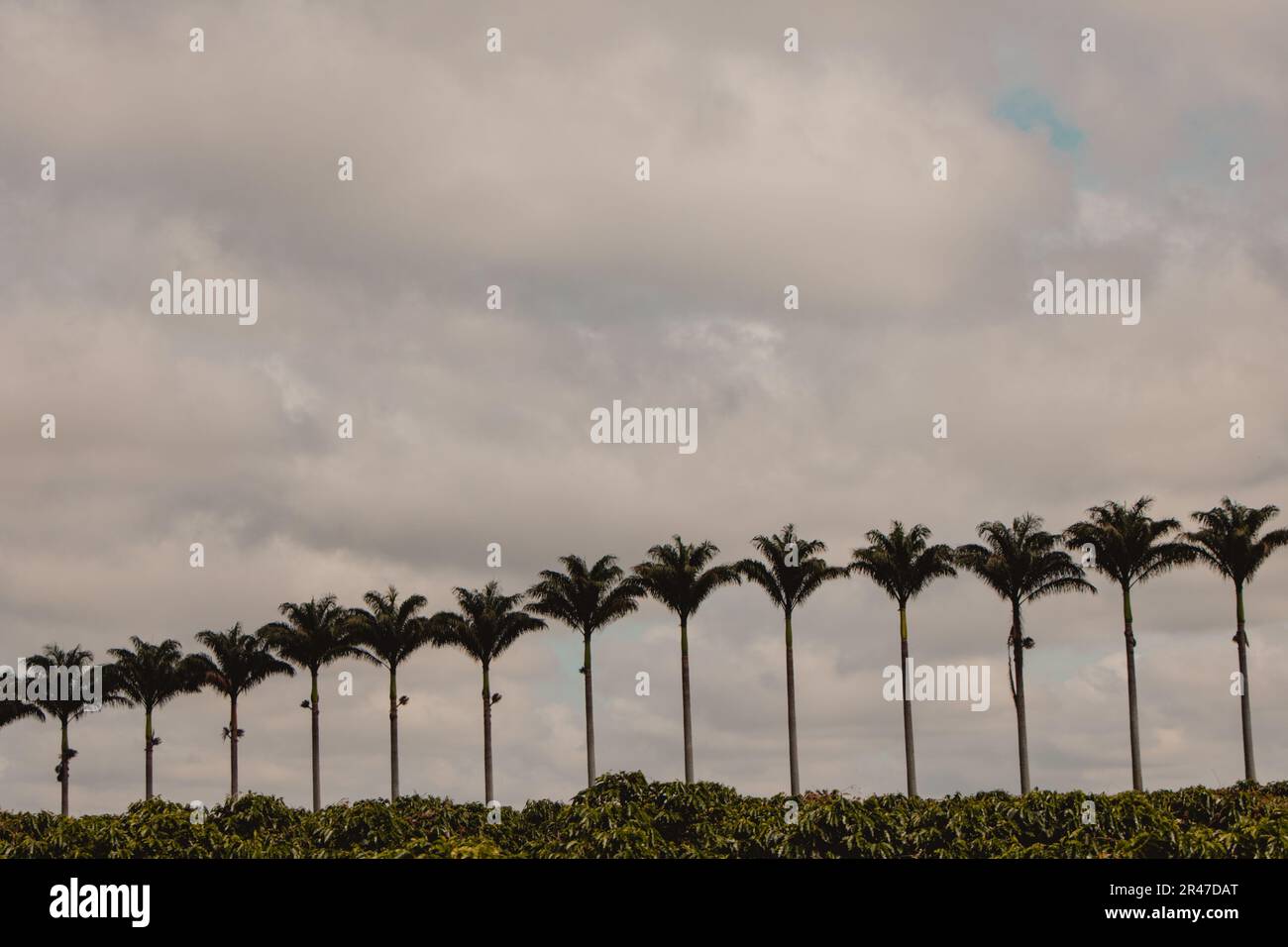 landscape of rows of coconut trees Stock Photo - Alamy