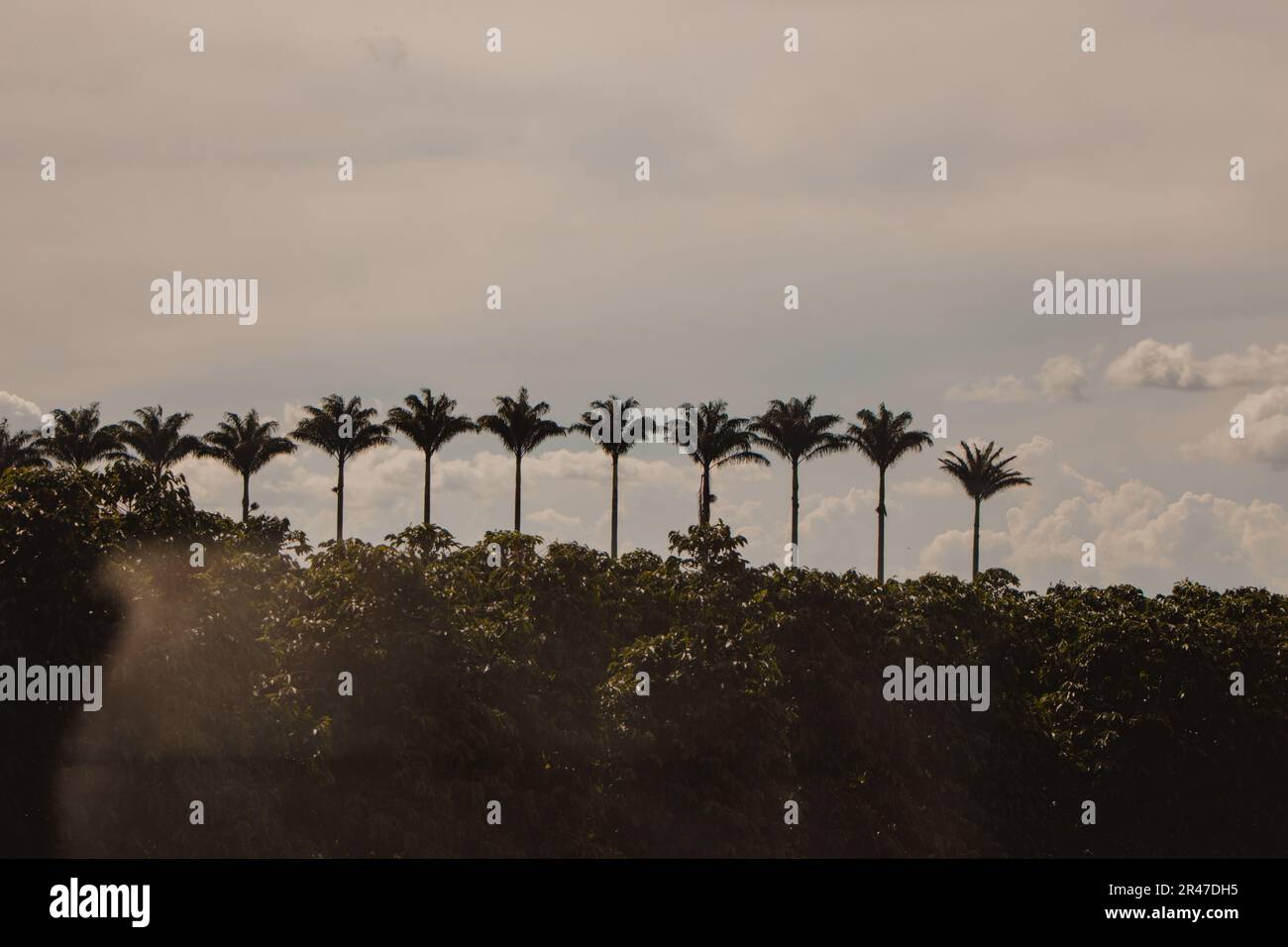 Row of coconut trees hi-res stock photography and images - Alamy