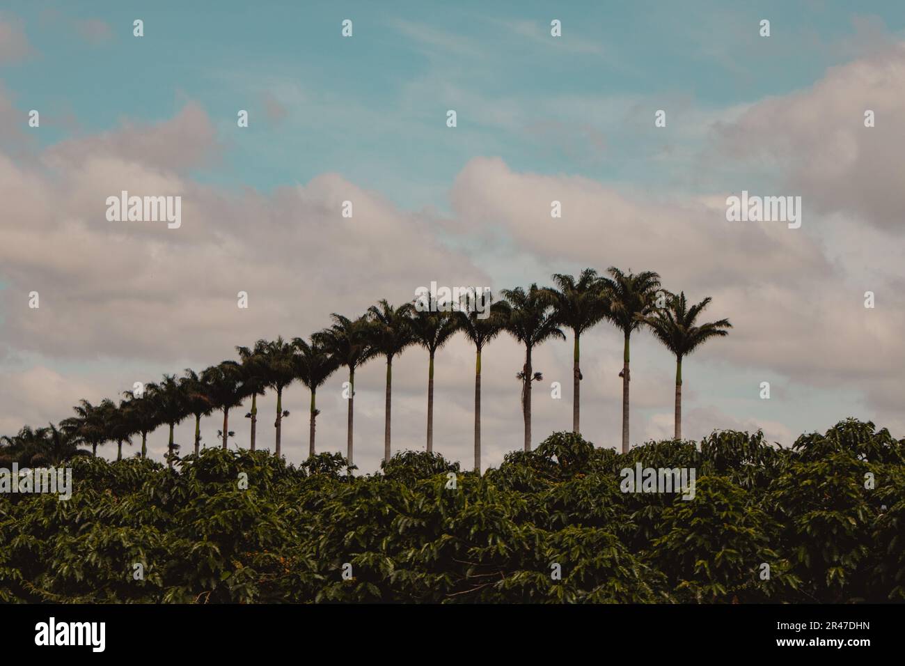 view of rows of palm trees Stock Photo - Alamy