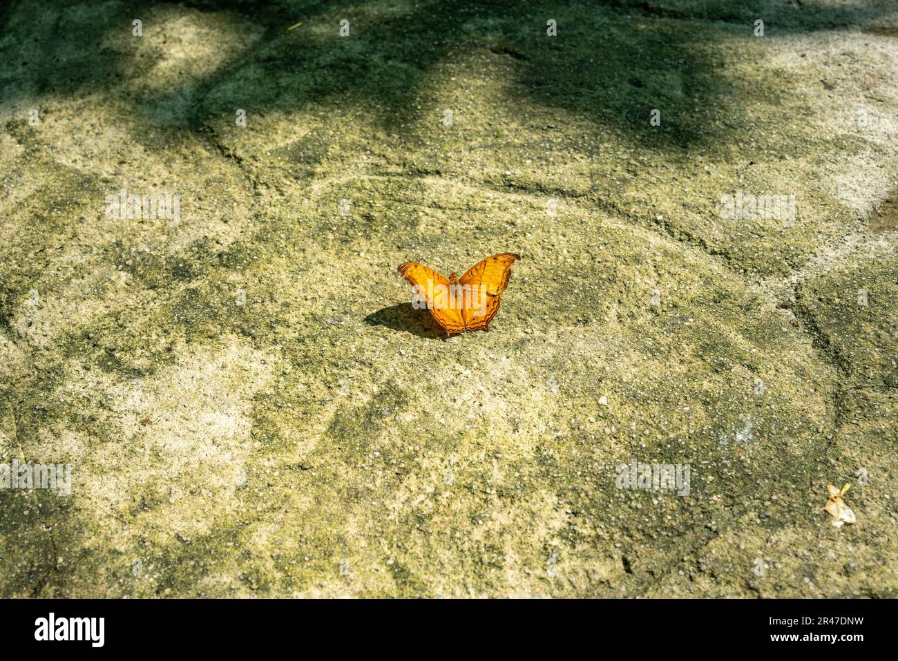 A vibrant orange butterfly perched atop a sun-soaked rock surface ...