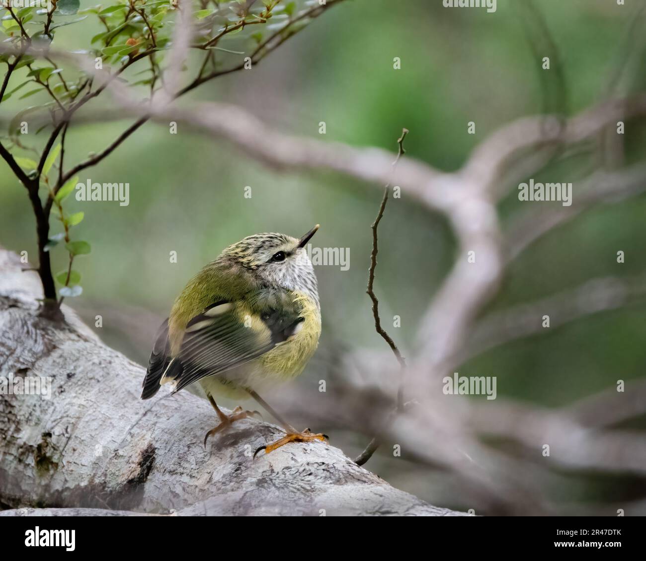 A bright green rifleman (Acanthisitta chloris) bird perched on a tree ...