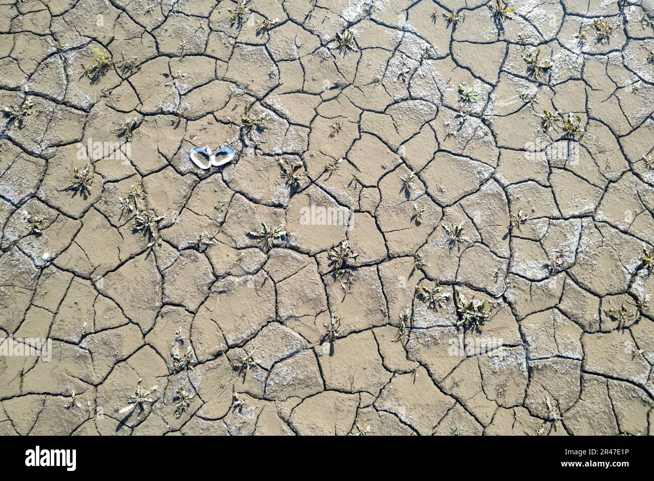 A dry, arid landscape with sparse vegetation, including tall grass and ...