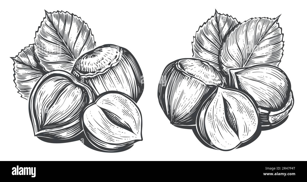 Hazelnuts with leaves. Nuts sketch vector illustration. Engraving style ...