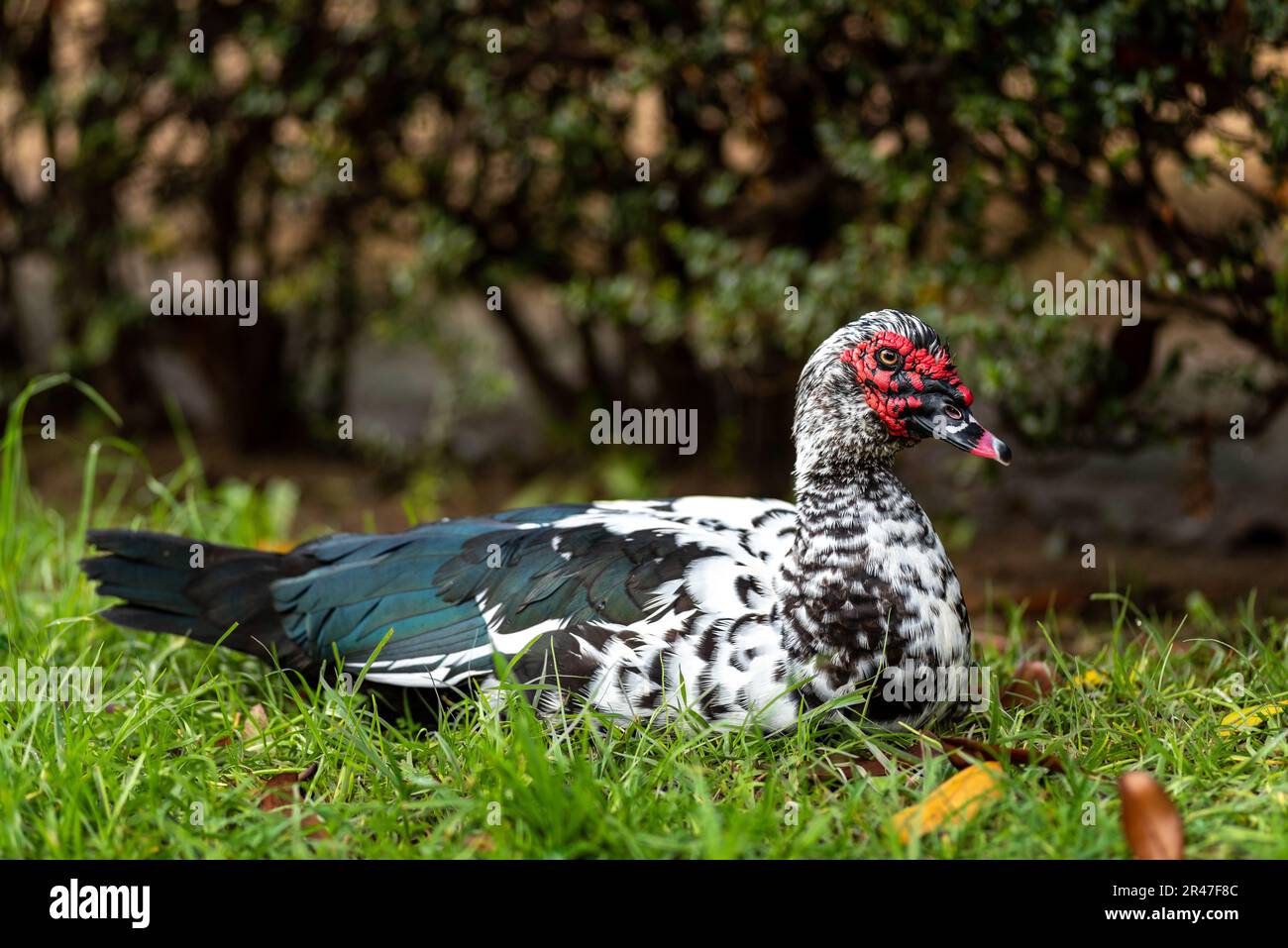 An adorable Muscovy duck in a lush green grassy field surrounded by ...
