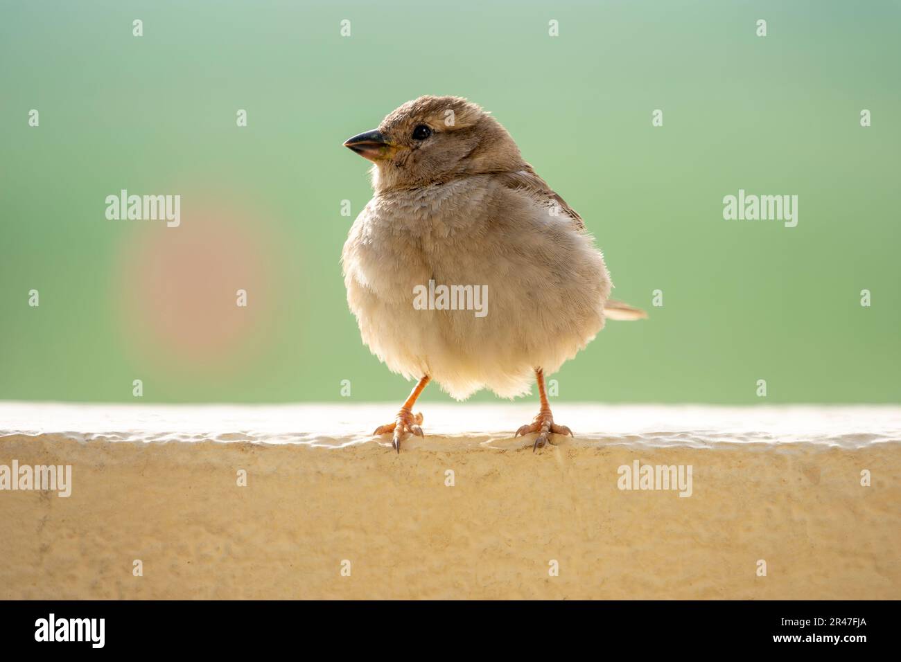 A young fluffed-up sparrow on the top of a wall with soft focus green ...