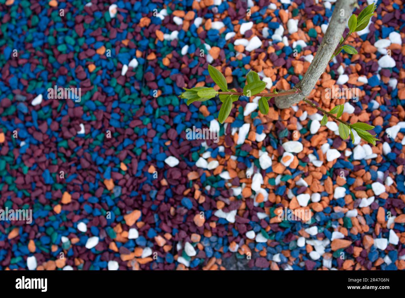 A young tree with green leaves against a background of small pebbles of ...