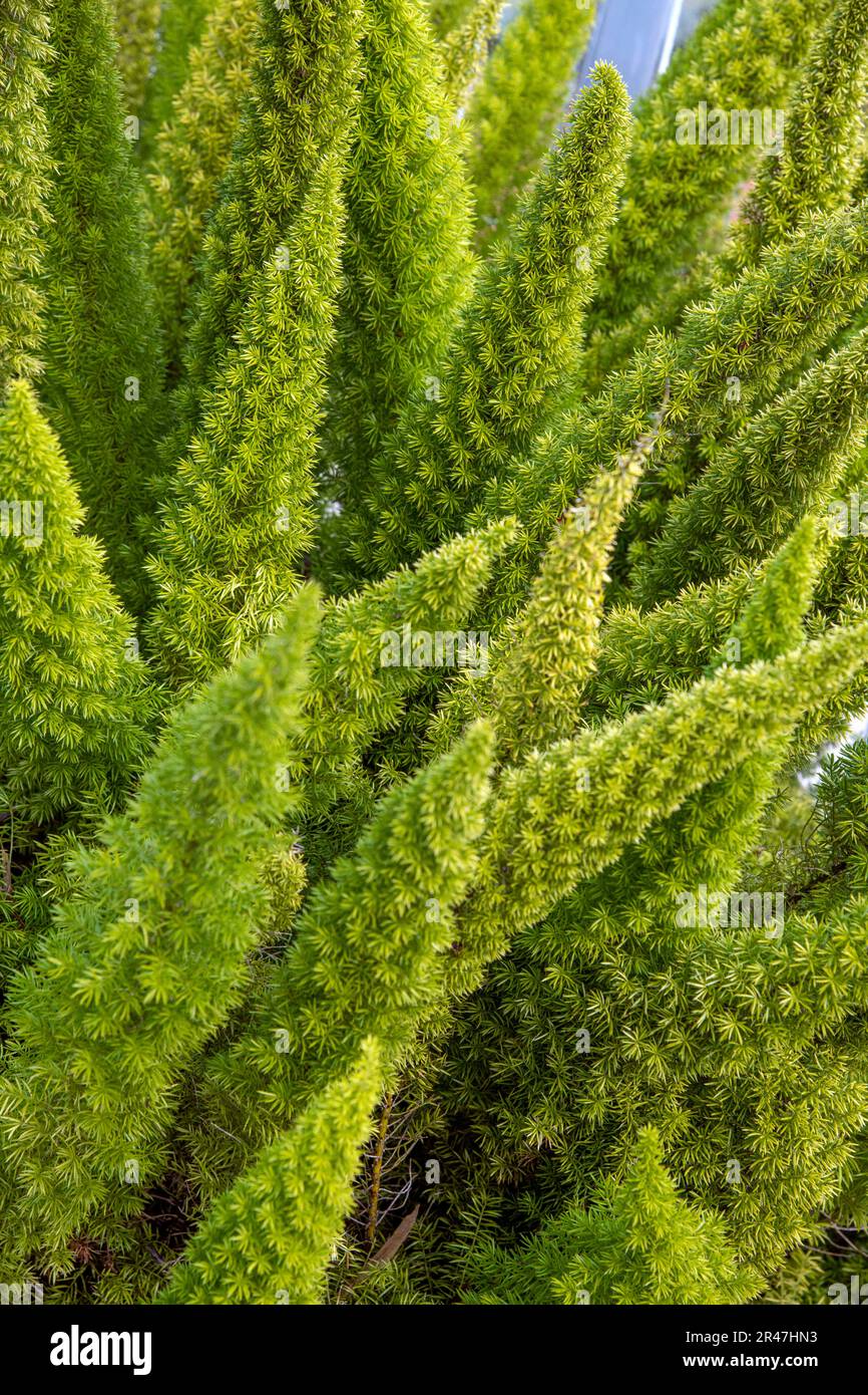 Sydney, New South Wales, Australia. 25th May, 2023. Foxtail Fern ...