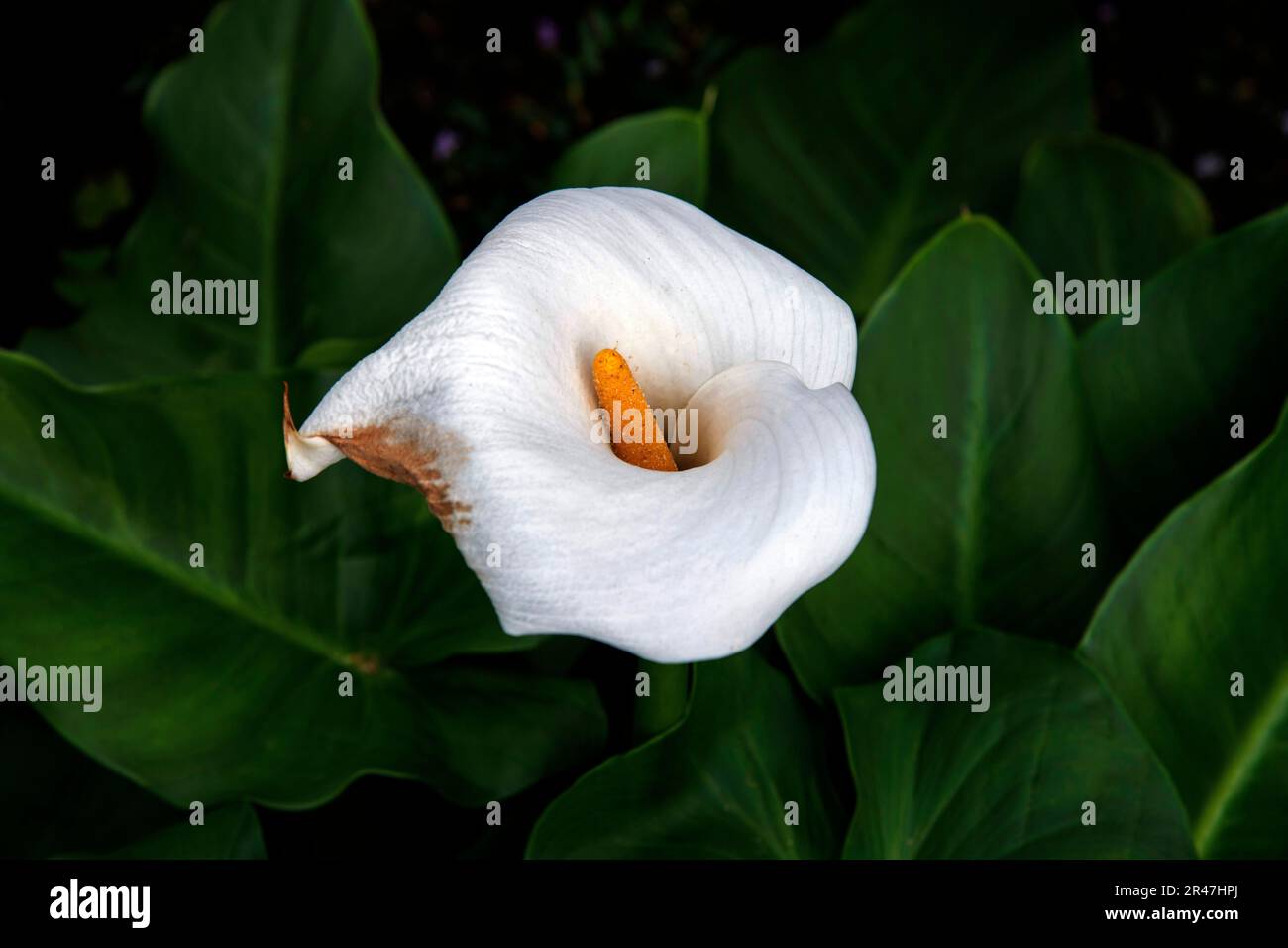 True lily family hi-res stock photography and images - Alamy