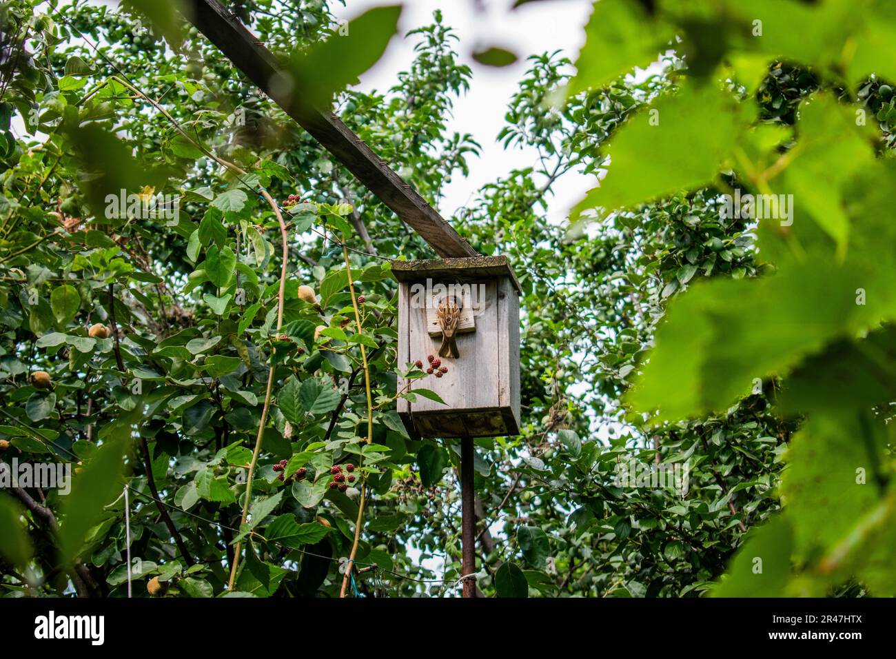 A wooden birdhouse suspended on the branch of a tall, leafy tree in an ...