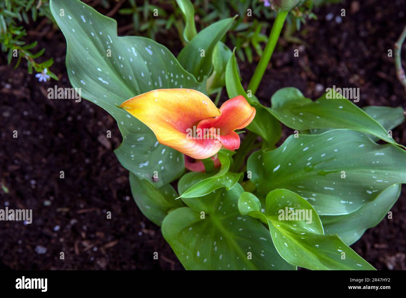 Sydney, New South Wales, Australia. 25th May, 2023. Calla Lilly ...
