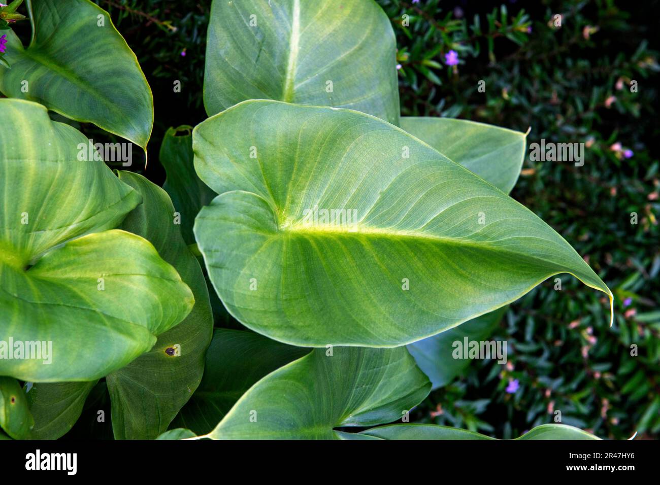 Unusual Leaves Ten Houseplants With The Most Unique Leaves
