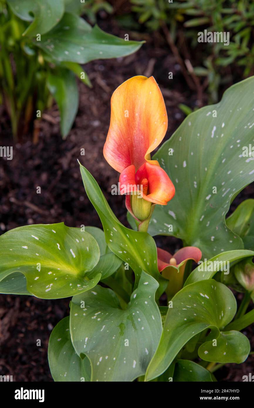 Araceae family hi-res stock photography and images - Alamy