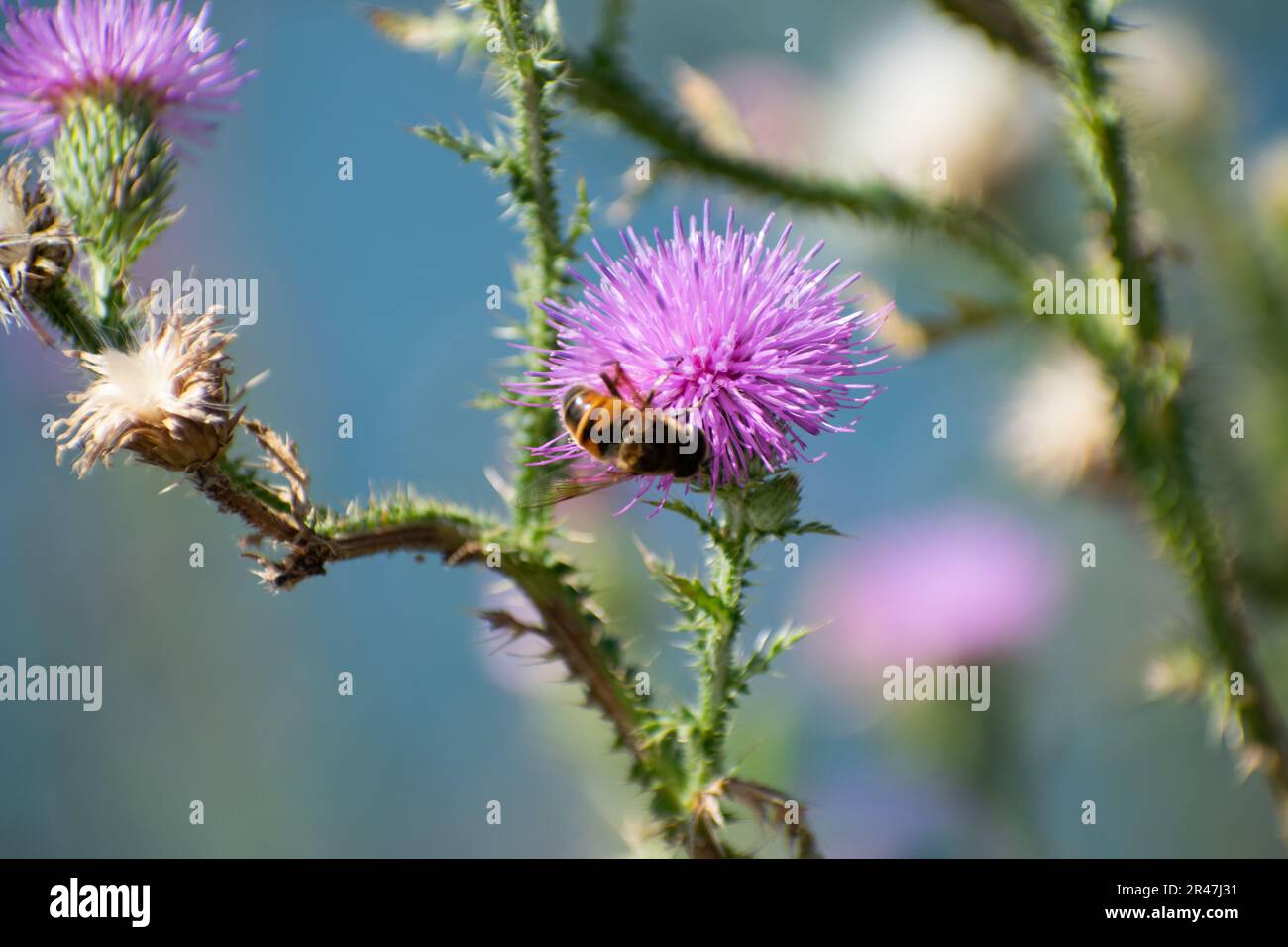 A brightly colored bee perched atop a delicate purple floral bloom in a ...