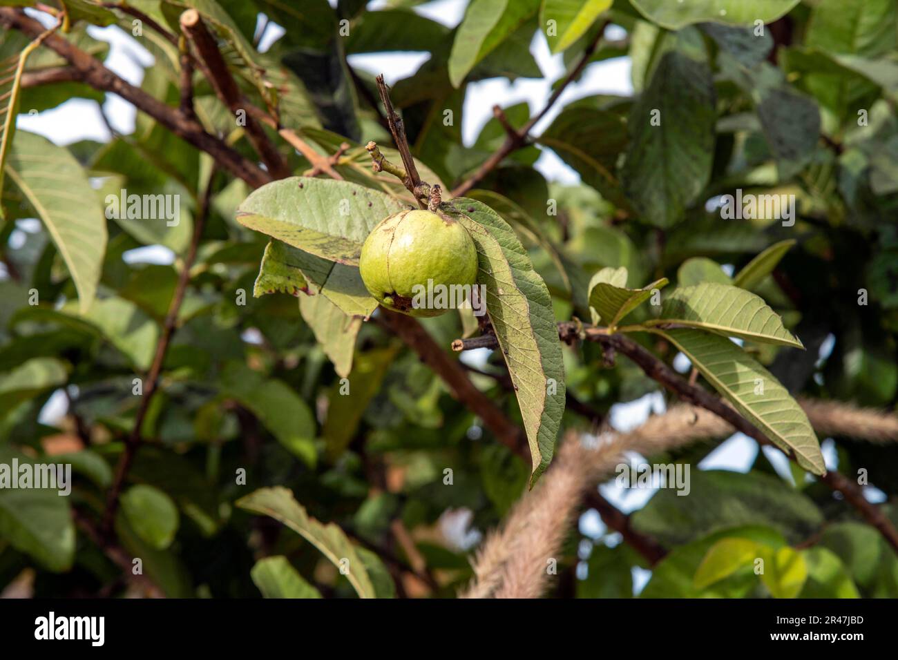 Season in australia hi-res stock photography and images - Alamy