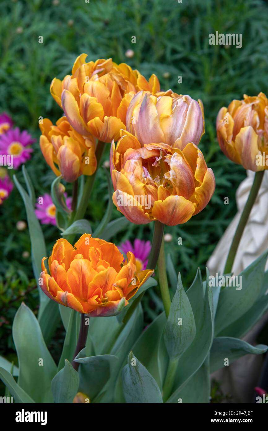 Sydney, New South Wales, Australia. 25th May, 2023. Tulip Orange ...