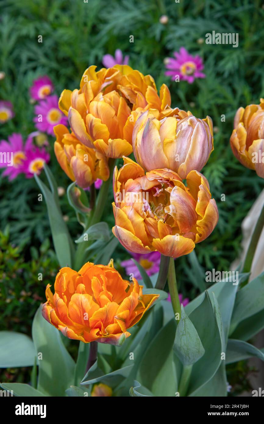 Sydney, New South Wales, Australia. 25th May, 2023. Tulip Orange ...