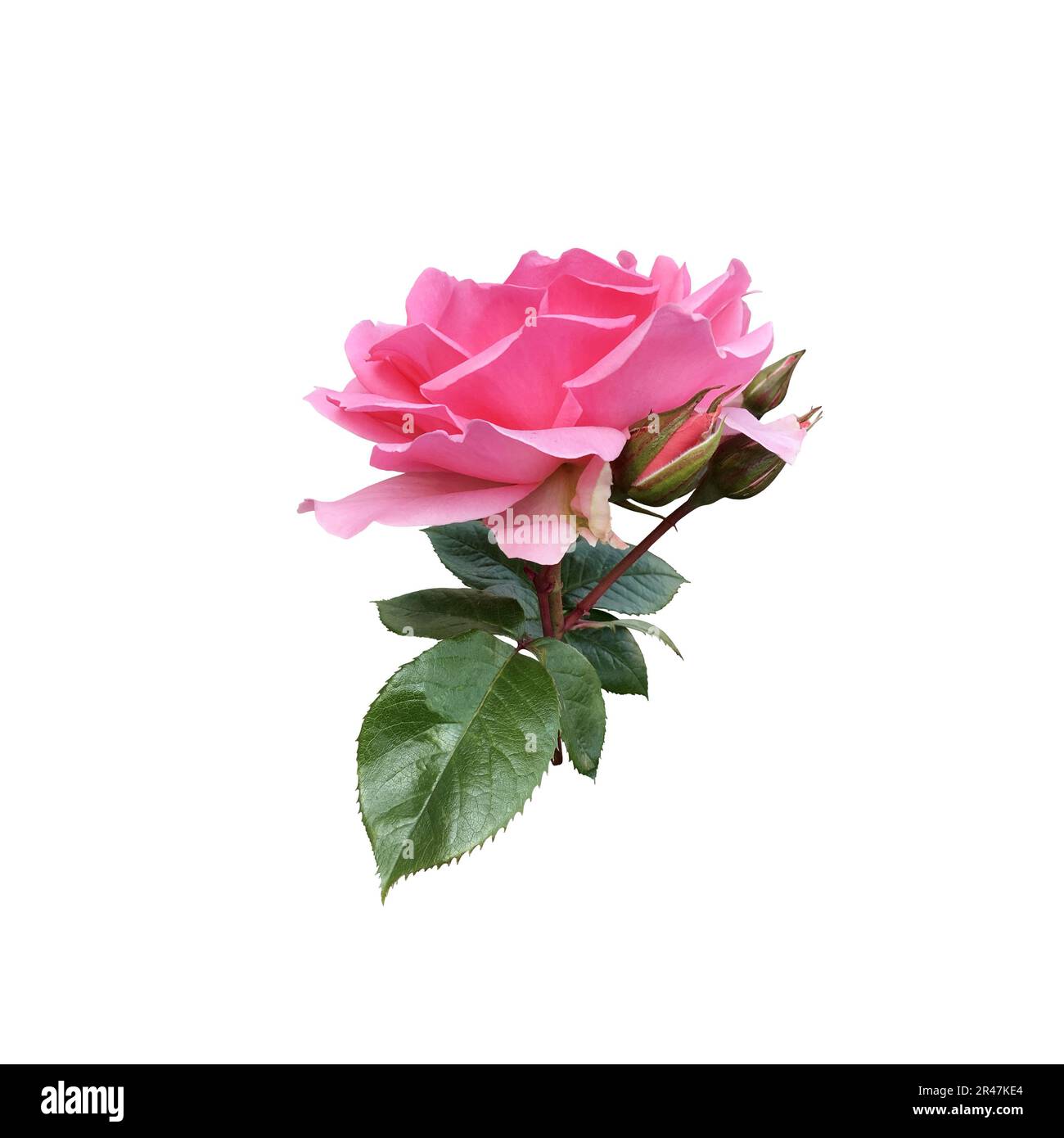 Pink isolated rose with leaves delicate flower branch, cutout object ...