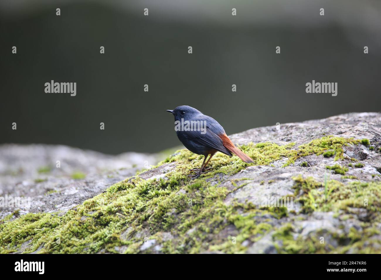 Phoenicurus fuliginosus hi-res stock photography and images - Alamy