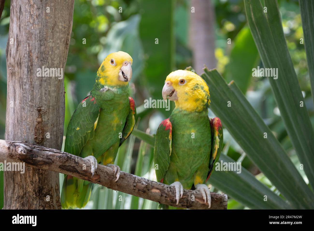 Pair of yellow-headed parakeets resting on a tree branch in the jungle ...