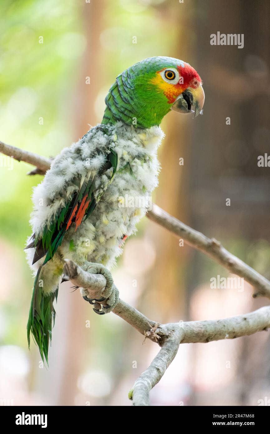 Cute and beautiful red lored parrot moulting feathers poses for the ...