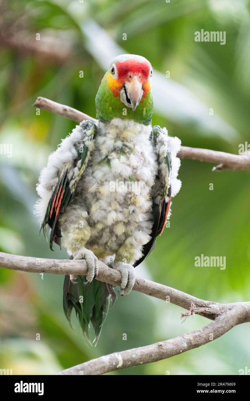 Cute and beautiful red lored parrot moulting feathers poses for the ...