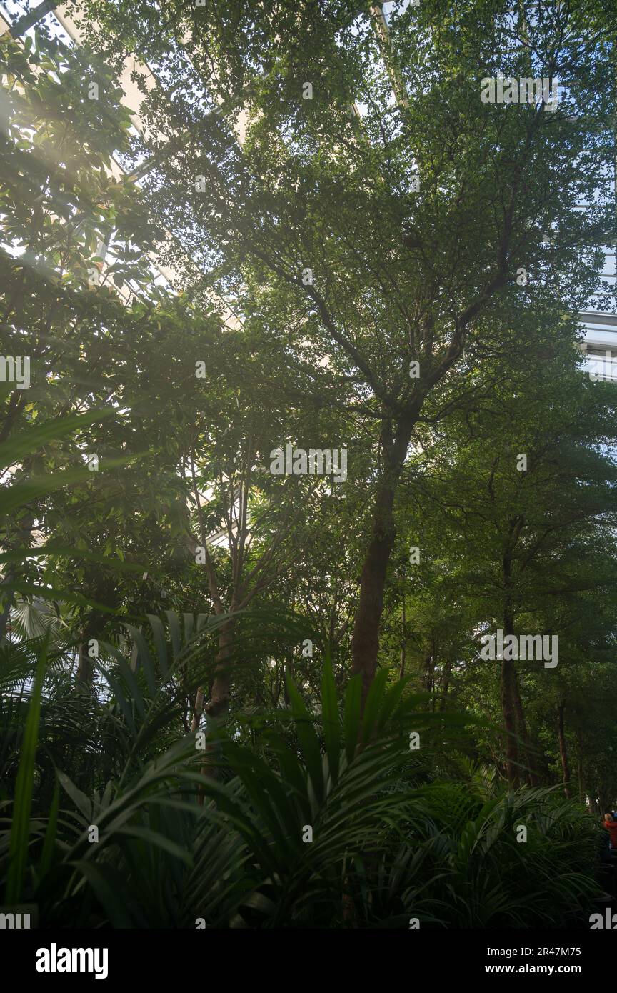 Cultivation of differenent green tropical and exotic indoor palms and ...