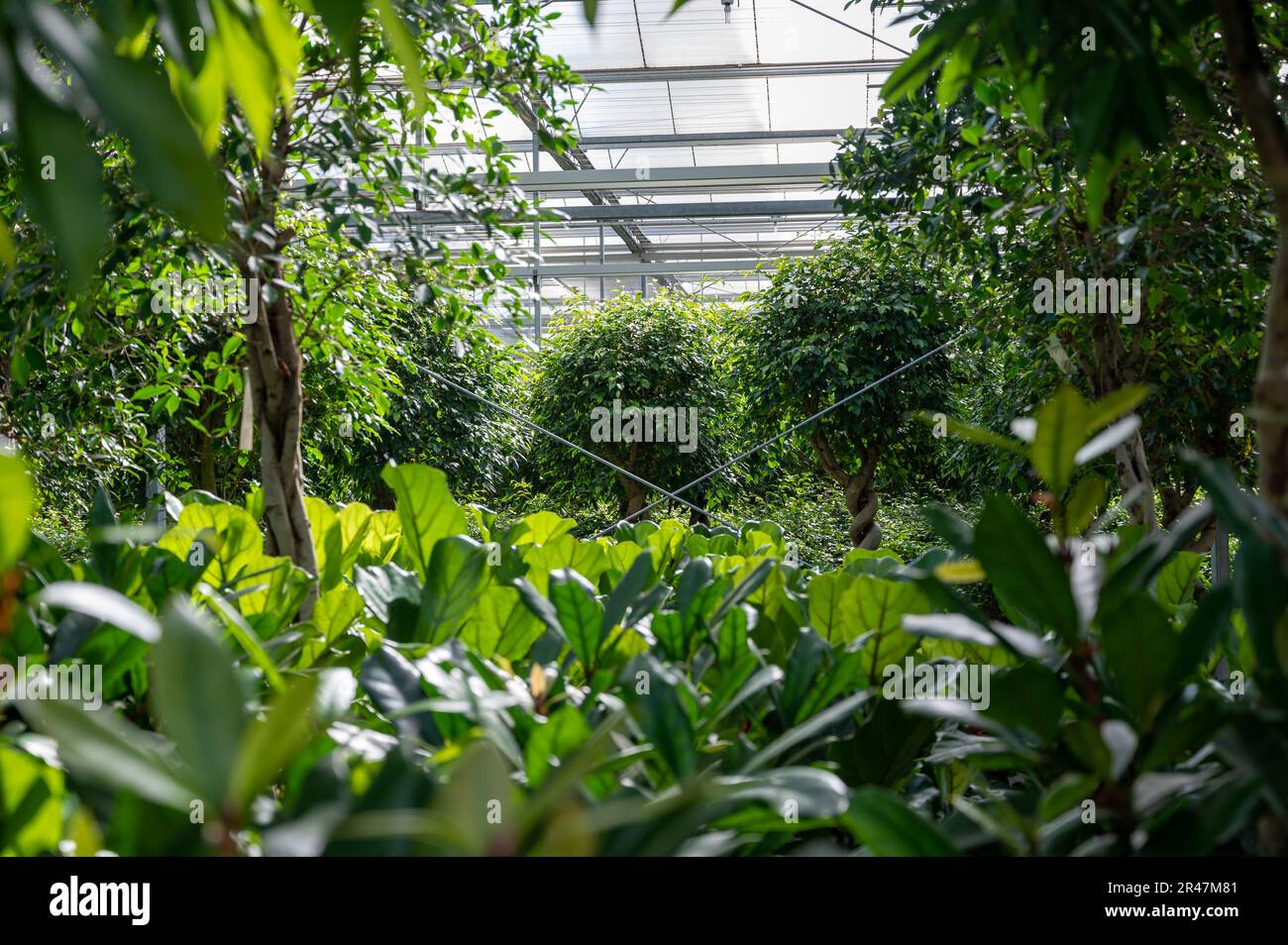 Cultivation of differenent green tropical and exotic indoor palms and ...