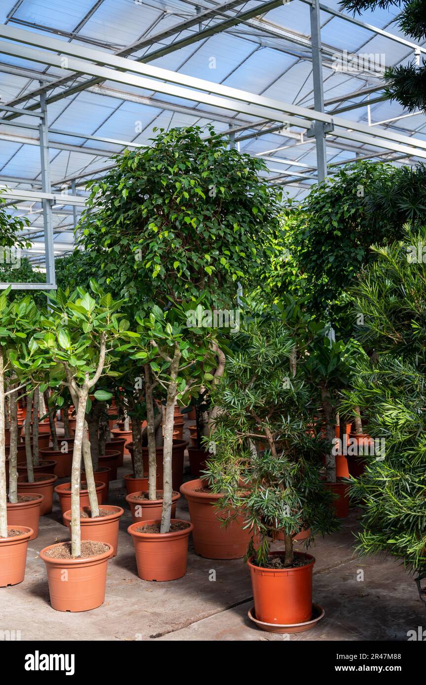Cultivation of differenent green tropical and exotic indoor ficus ...