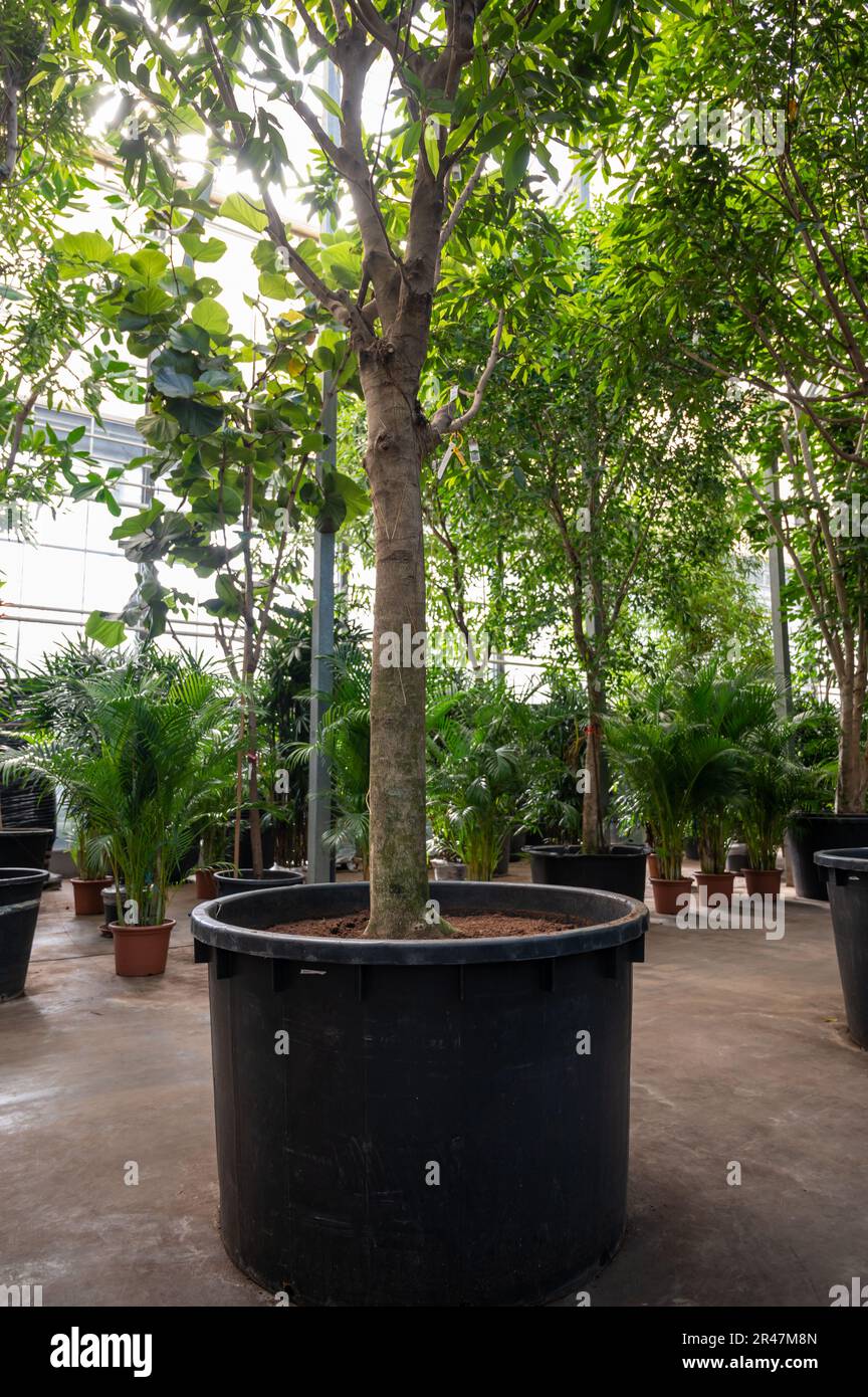 Cultivation of differenent green tropical and exotic indoor palms and ...