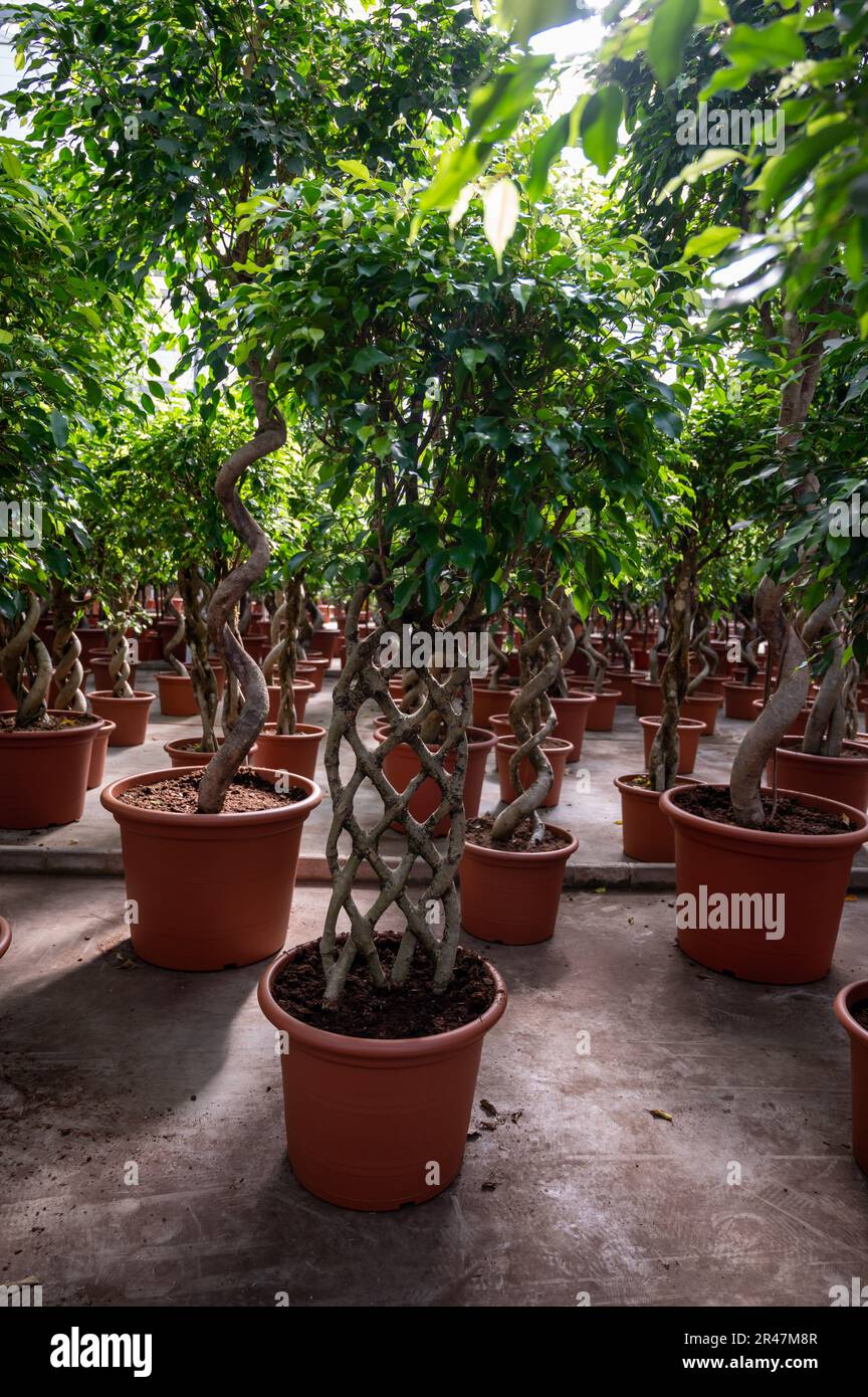 Cultivation of differenent green tropical and exotic indoor ficus ...
