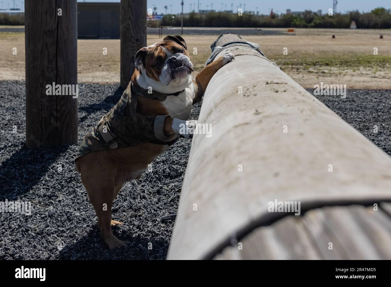 U.S Marine Corps Cpl. Manny, the mascot of Marine Corps Recruit Depot ...