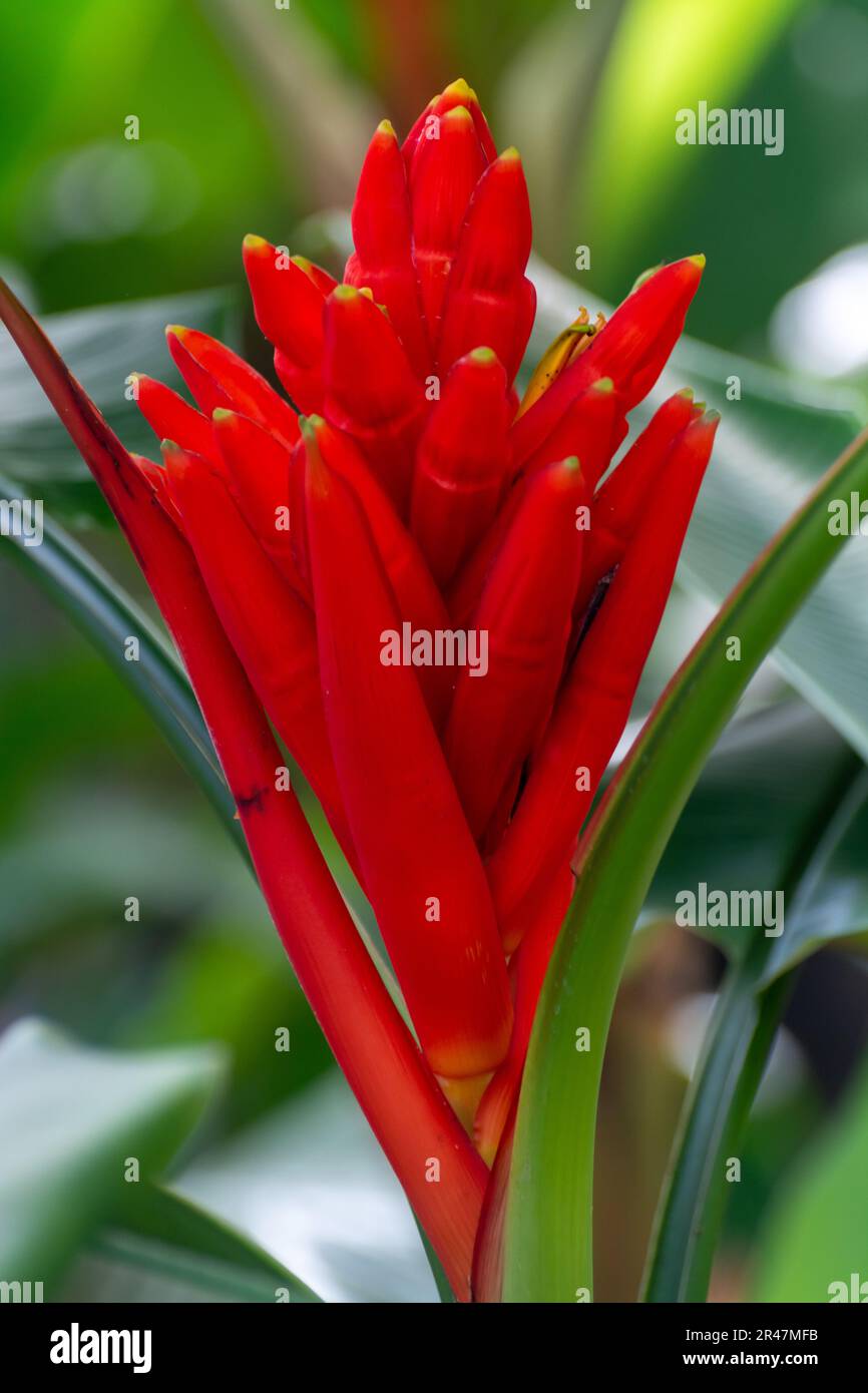 Cultivation of differenent green tropical and exotic indoor palms and ...