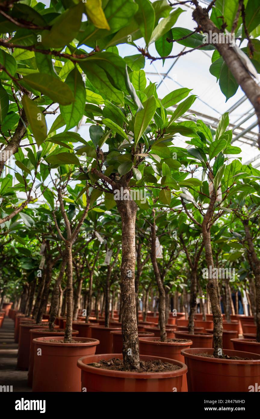 Cultivation of differenent green tropical and exotic indoor palms and ...