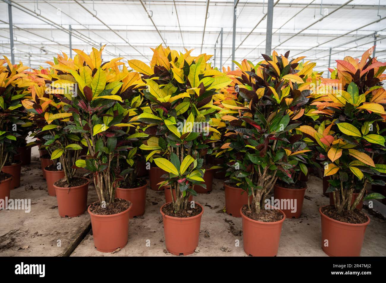 Cultivation of differenent green tropical and exotic indoor croton ...