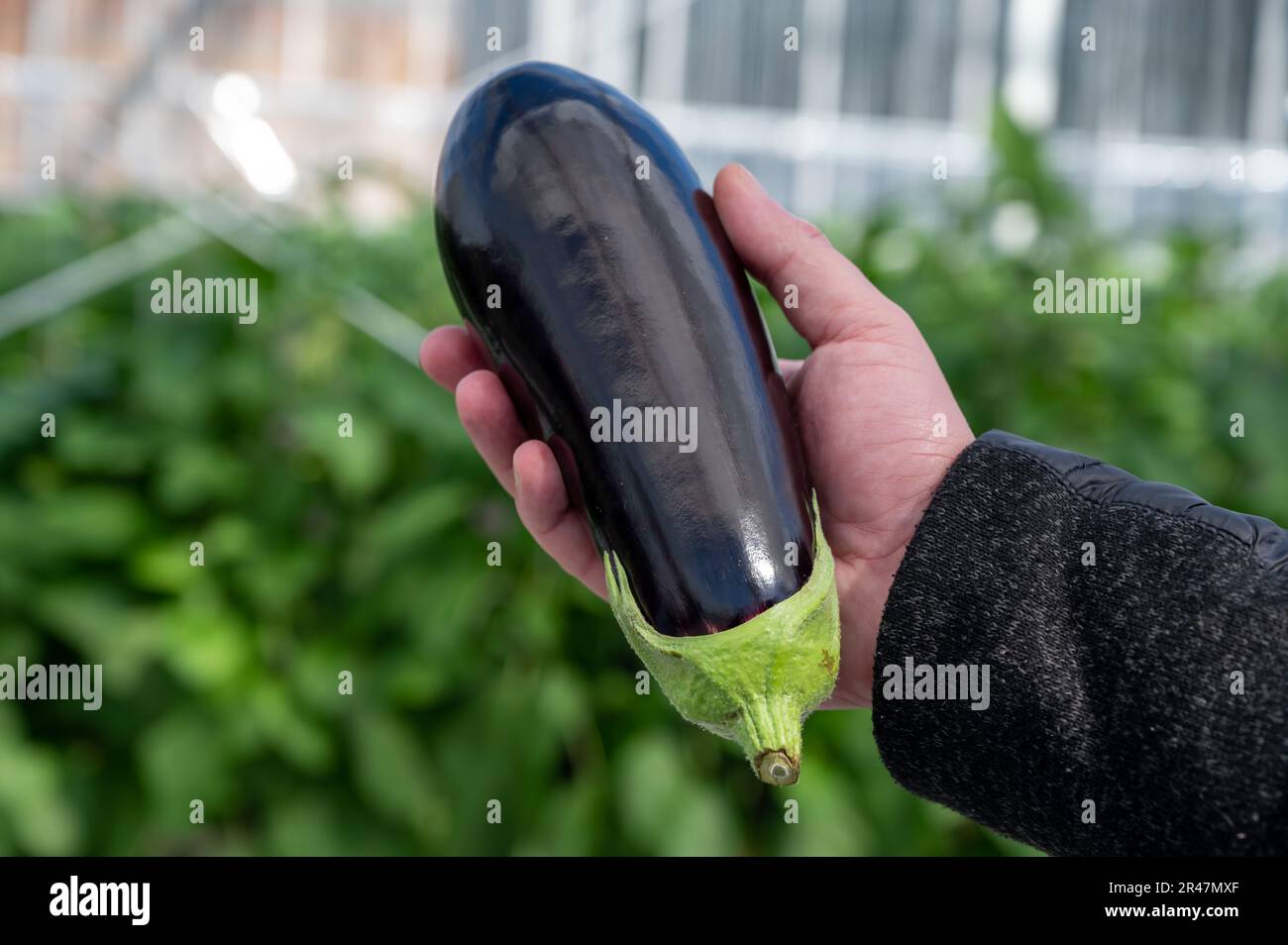Harvesting of ripe purple eggplants vegetables in Dutch organic ...