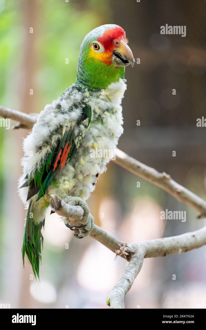 Cute and beautiful red lored parrot moulting feathers poses for the ...