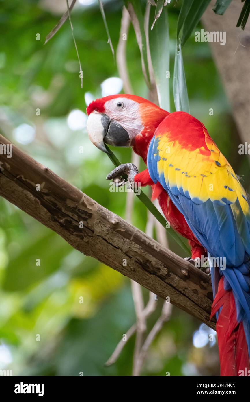 Beautiful and colorful scarlet macaw standing on a tree trunk, eating a ...