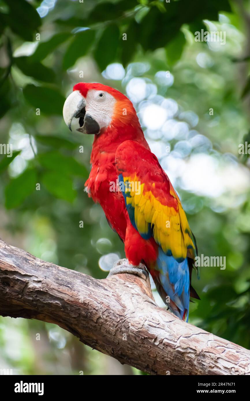 Beautiful scarlet macaw standing on the trunk of a tree in the middle ...