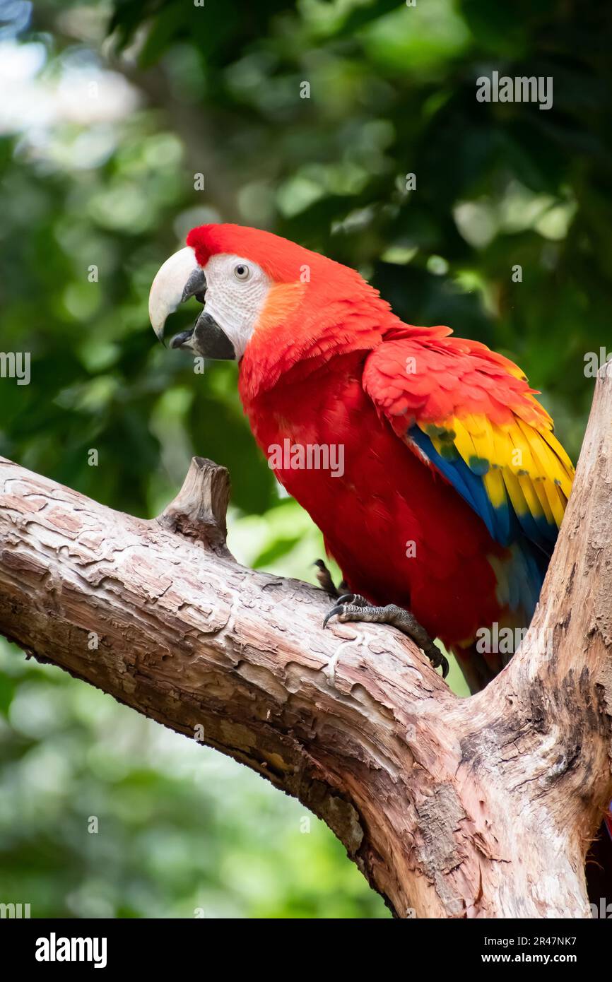 Beautiful and colorful scarlet macaw standing on a tree trunk in the ...