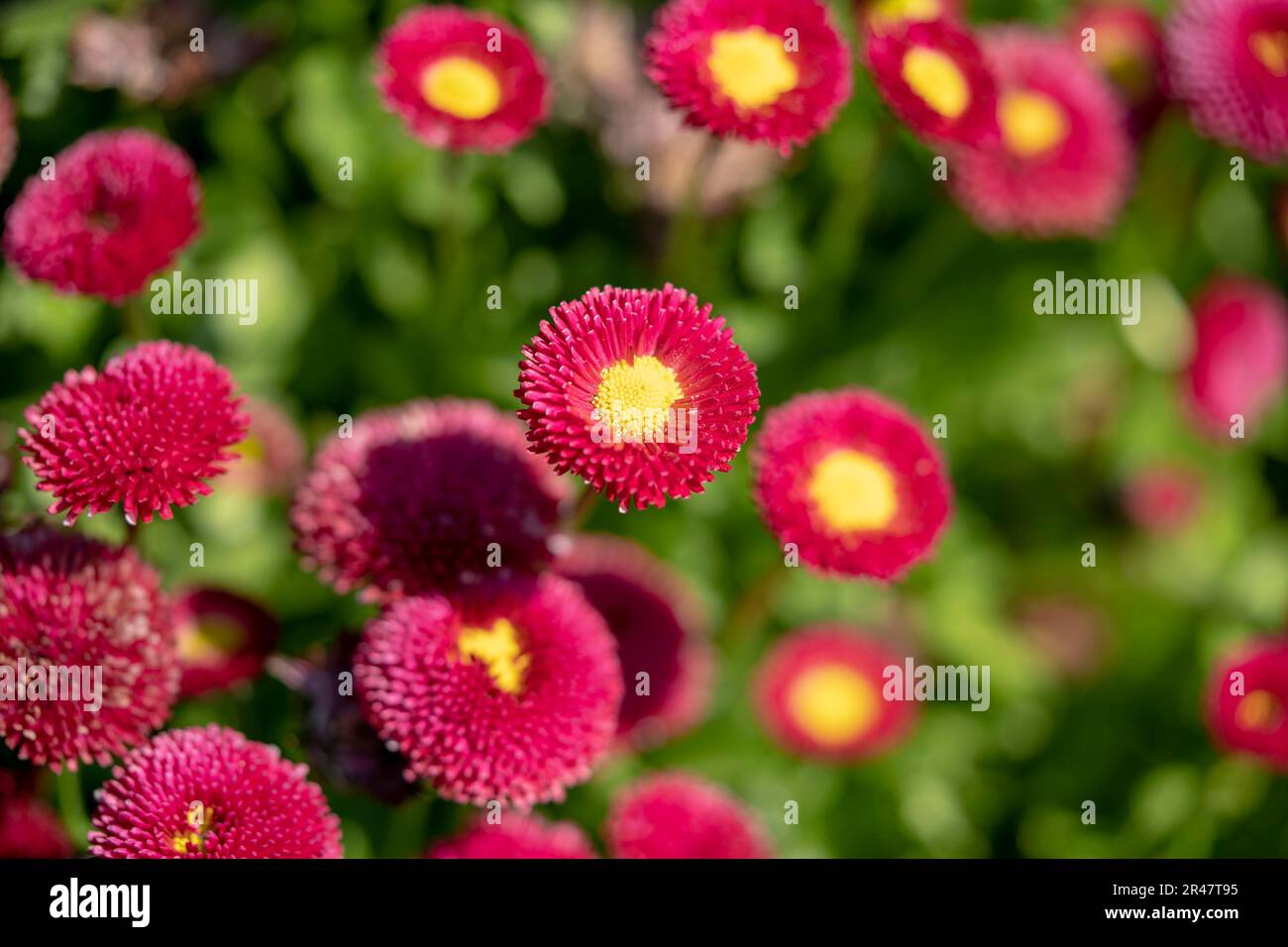 A closeup of red bellis growing in a garden with a blurry background ...