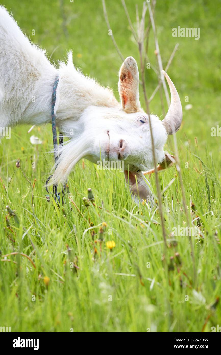 The white domestic goat amusingly turns his head sideways and looks ...