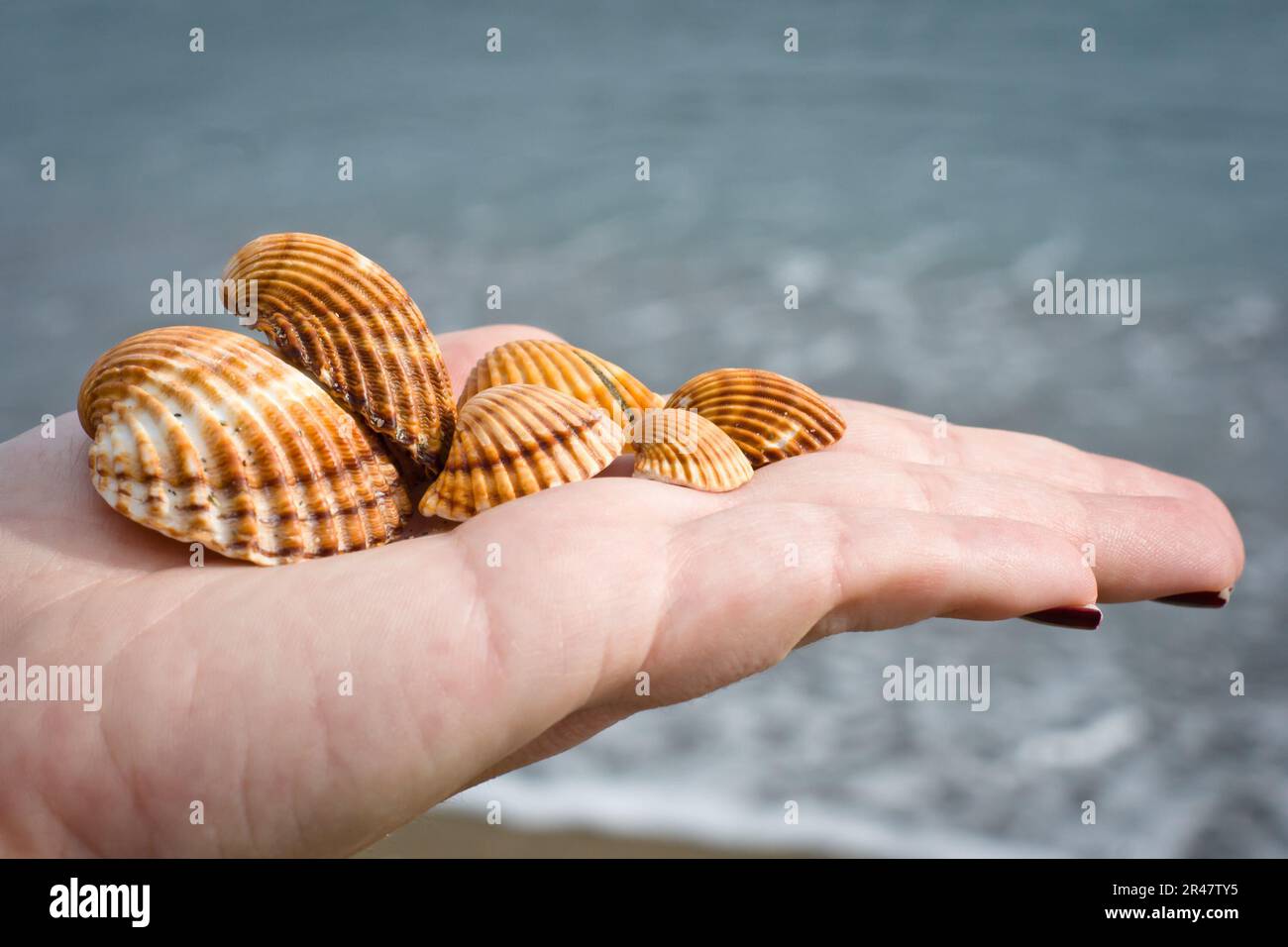 A closeup of Seashells in a hand palm Stock Photo - Alamy