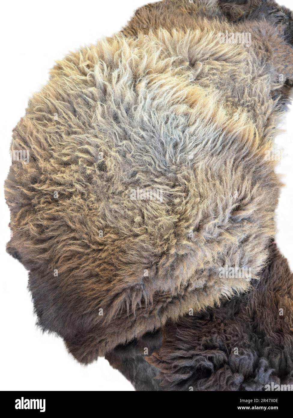 See the bison or wild buffalo hide, pelt, skin up close. Thick long fur ...