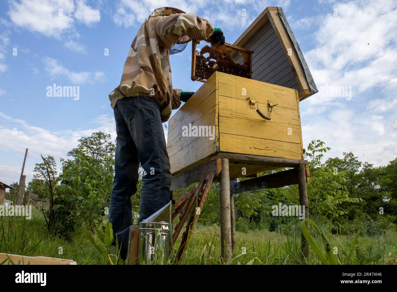 A beekeeper checks the bees in the hive Stock Photo - Alamy