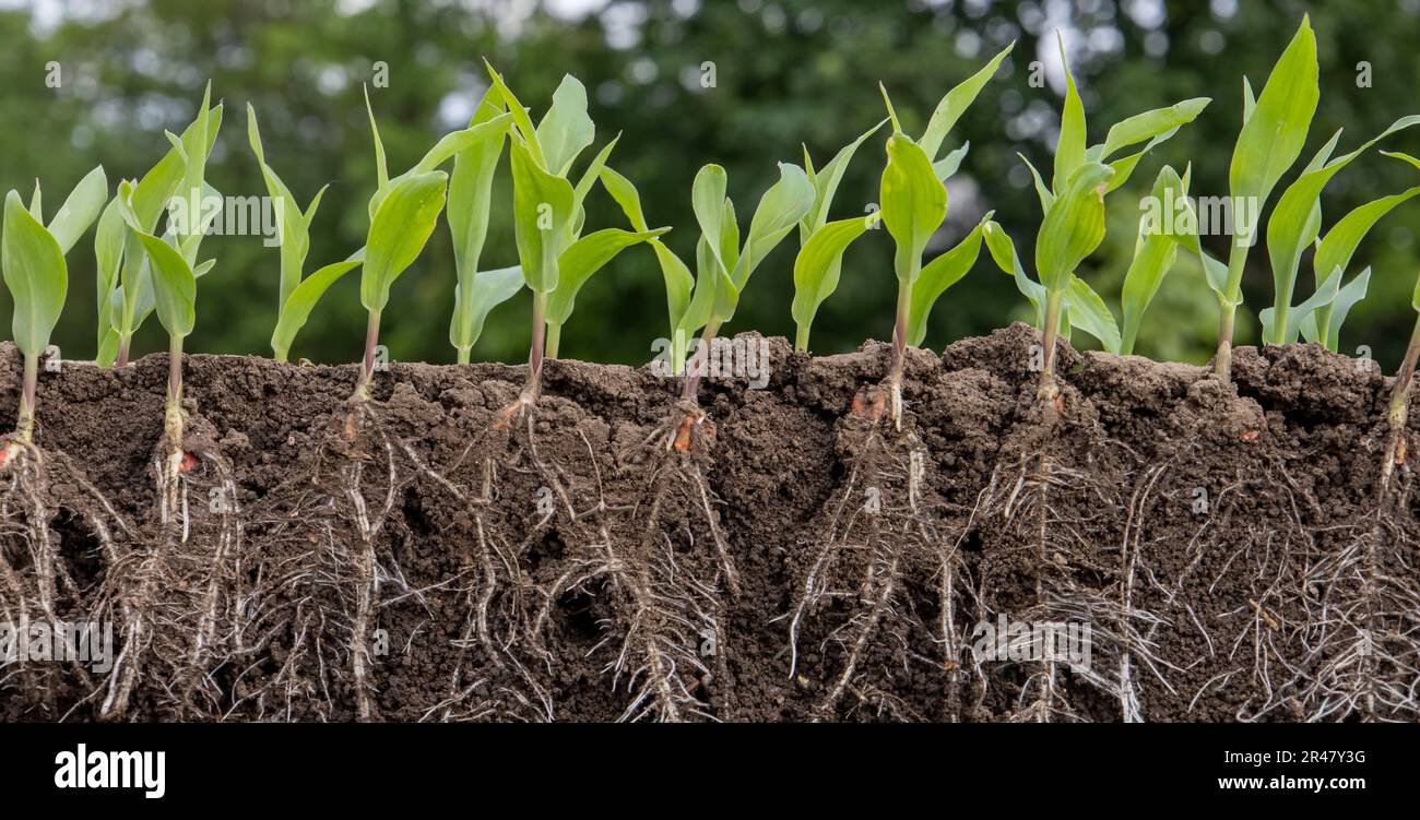 Corn seed roots hi-res stock photography and images - Alamy