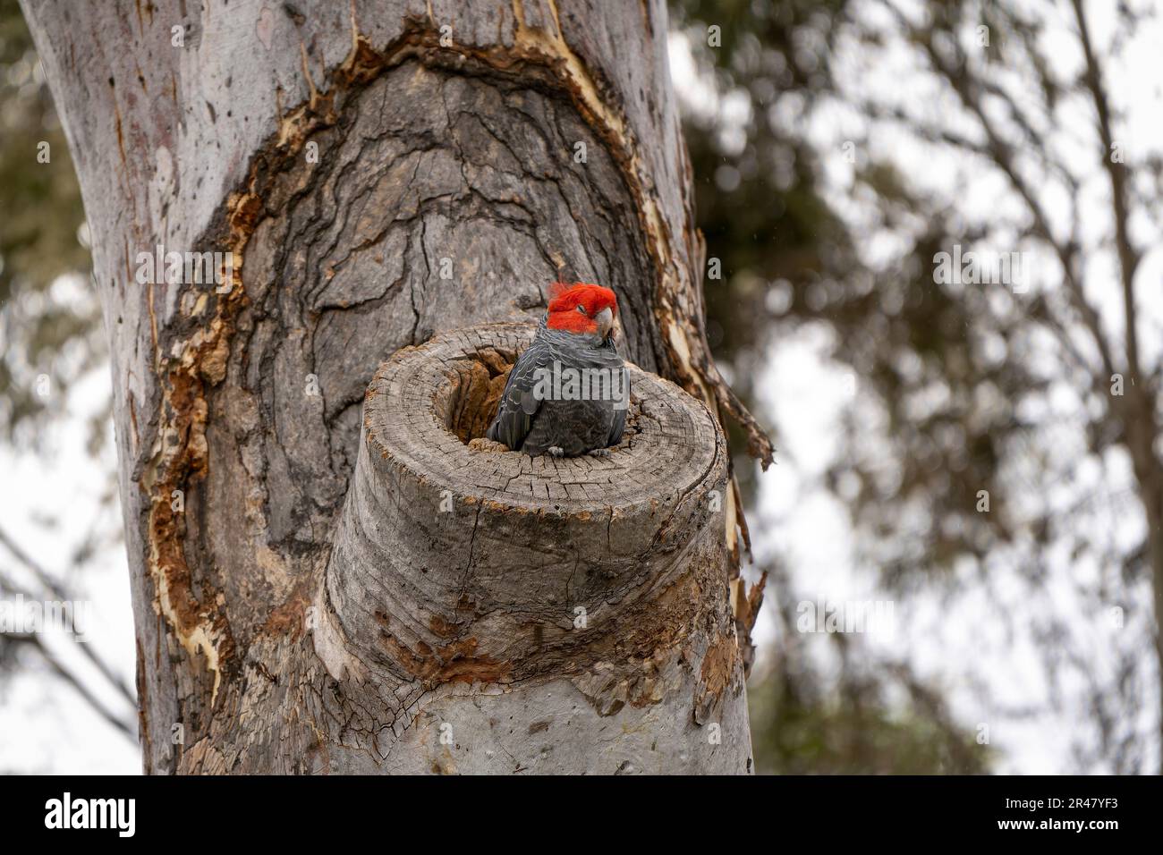 Red and grey cockatoo hi-res stock photography and images - Alamy