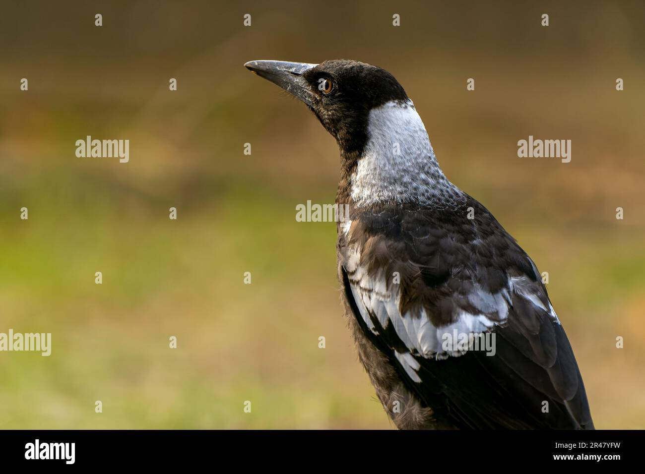 Australian magpie singing hi-res stock photography and images - Alamy