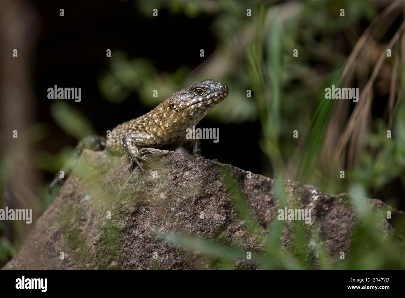 A Cunningham's spiny-tailed skink lizard on a rocky ledge Stock Photo ...
