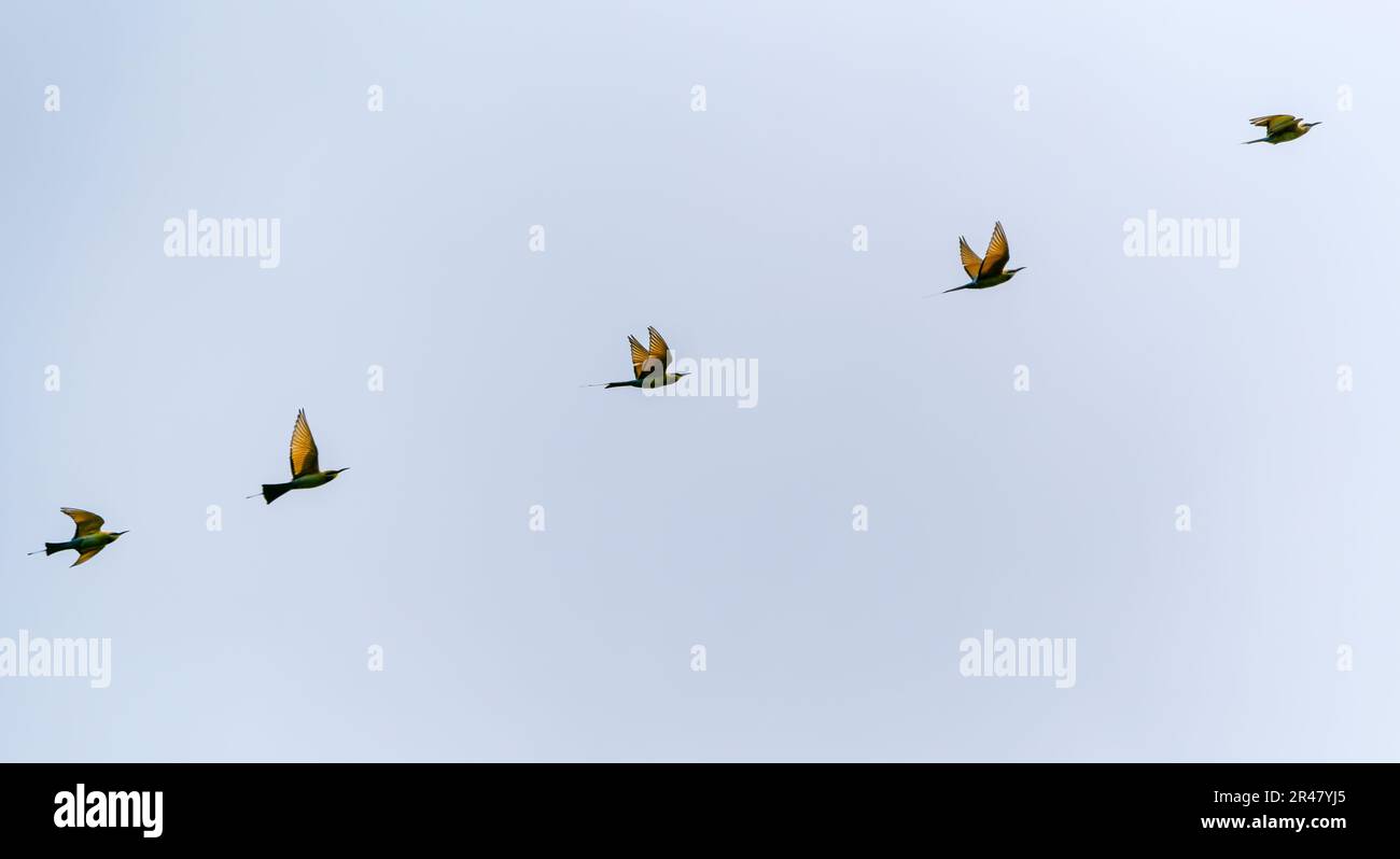 A large group of birds soaring high in the bright blue sky Stock Photo ...