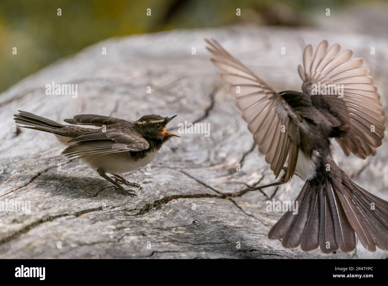 A pair of Willie Wagtail birds interacting in a wooded area Stock Photo ...
